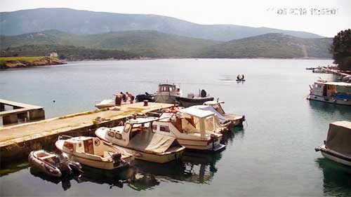 Live Webcams of Amazing Animal World