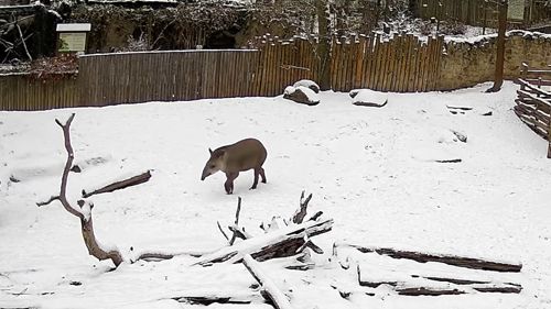 World Zoo and safari Live Streaming Webcams