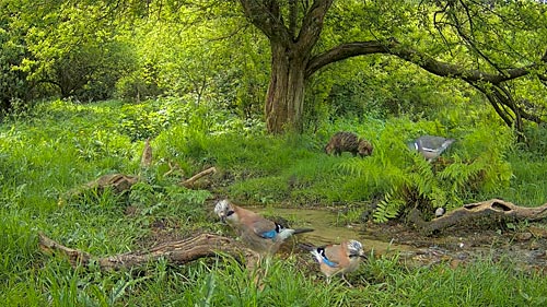 Live Forest Wildlife Streaming Webcam, Denmark