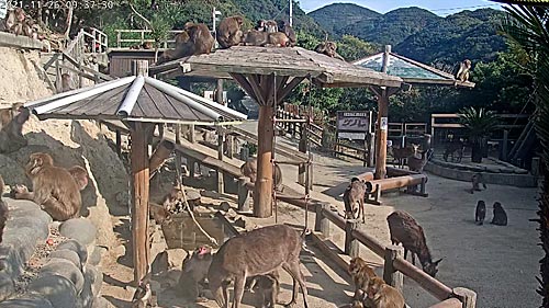 Live Webcam Awaji Monkey Center, Japan