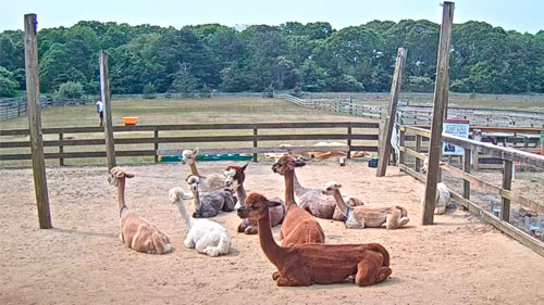 Live Martha's Vineyard Alpaca Farm Webcam, MA, USA