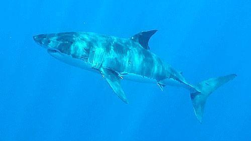 Great White Shark, Mexico Live HD Webcam