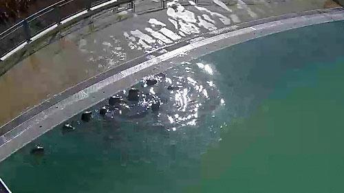 Official NASA TV Live Streaming HD Webcam