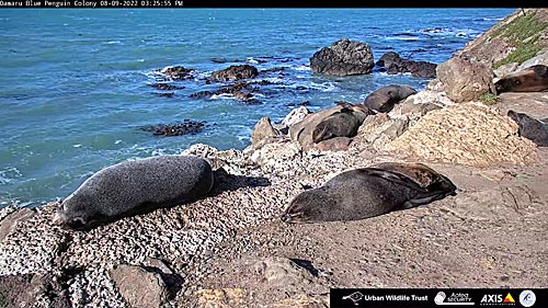 Live Streaming Webcams in County Limerick, Ireland