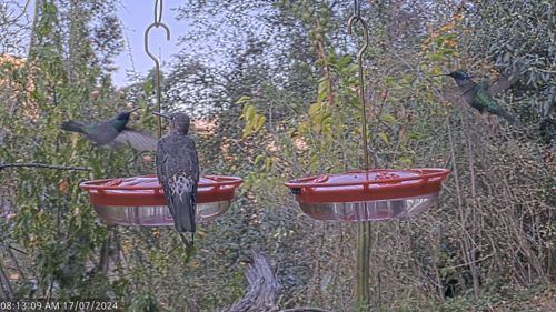 Live Hummingbird Sanctuary Webcam Feeder in Urubamba, Peru