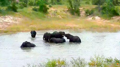 Live Webcam Djuma Private Game Reserve, South Africa