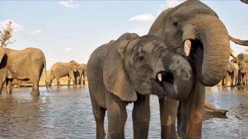 Watch African Wildlife: Kings Camp Live Webcam in Timbavati Reserve ...