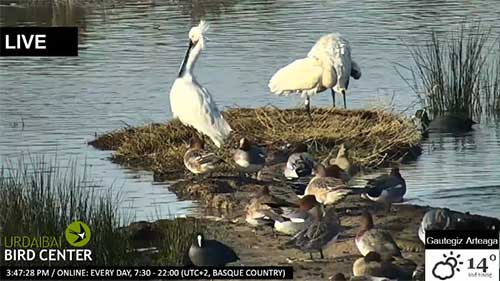 Urdaibai Bird Center, Live HD Streaming Webcam, Basque Country, Spain