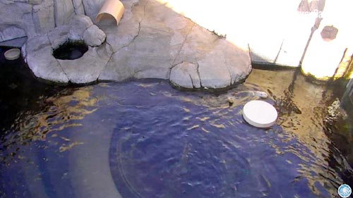 Live Open Sea webcam Monterey Bay Aquarium, CA, USA