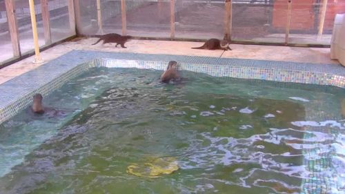 Live Underwater Webcam Lower Florida Keys, FL, USA
