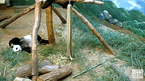 Zoo Atlanta's Panda Live Webcam, GA, USA