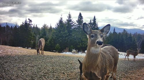 Live Webcams in Northern Ireland, UK