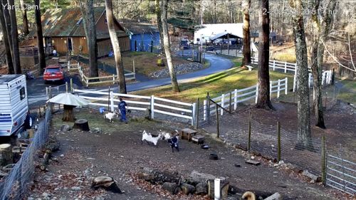 Live Yard Webcam at Goldy's Farm Animal Sanctuary in Ipswich, MA, USA